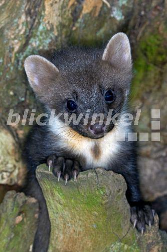 blickwinkel - Baummarder, Baum-Marder, Edelmarder, Edel-Marder (Martes ...