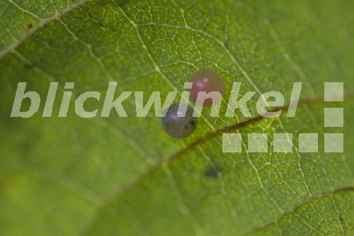 blickwinkel - Blauer Schuster, Blaugestreifte Schwalbenschwanz (Prepona ...