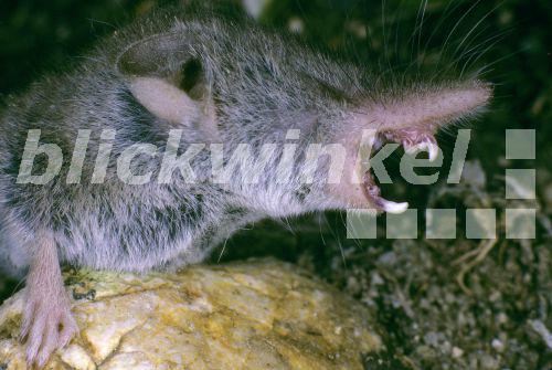 blickwinkel - Hausspitzmaus, Haus-Spitzmaus (Crocidura russula), Gebiss ...