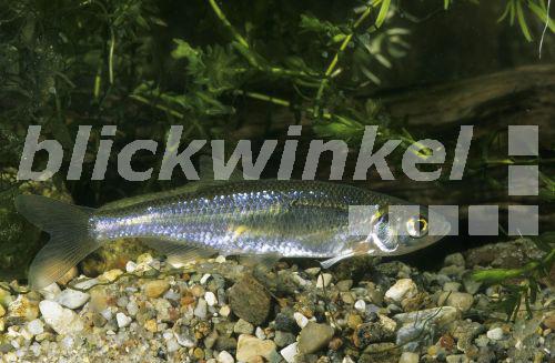 blickwinkel - Moderlieschen, Leucaspius delineatus, Malinchen, Modke ...