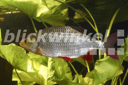 blickwinkel - Rotfeder, Unechtes Rotauge, Gelbauge (Scardinius ...