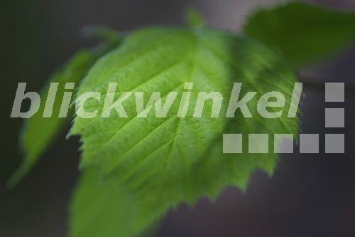 blickwinkel - Hasel, Haselstrauch, Gewoehnliche Haselnuss (Corylus ...