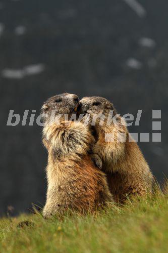 blickwinkel - Alpenmurmeltier, Alpen-Murmeltier (Marmota marmota), zwei ...