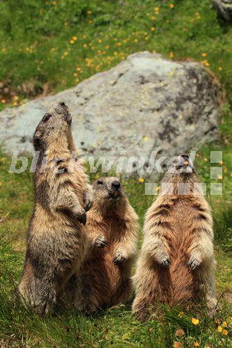 blickwinkel - Alpenmurmeltier, Alpen-Murmeltier (Marmota marmota), drei ...