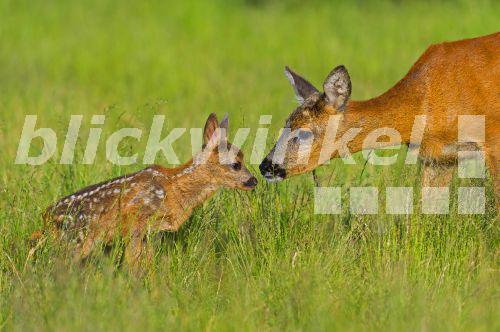 blickwinkel - Europaeisches Reh (Capreolus capreolus), Ricke und Kitz ...