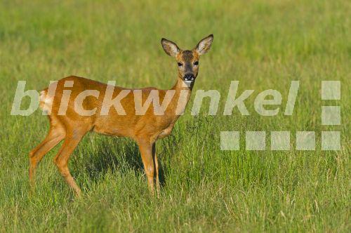 blickwinkel - Europaeisches Reh (Capreolus capreolus), Ricke steht auf ...