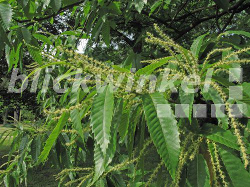 blickwinkel - Edel-Kastanie, Edelkastanie, Ess-Kastanie, Esskastanie ...