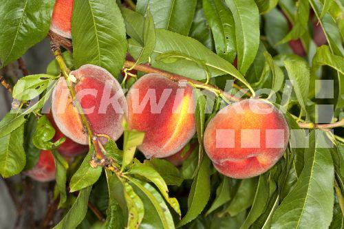 blickwinkel - Pfirsich, Pfirsichbaum (Prunus persica var. persica ...