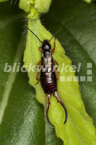 blickwinkel - Gemeiner Ohrwurm (Forficula auricularia), Maennchen mit ...