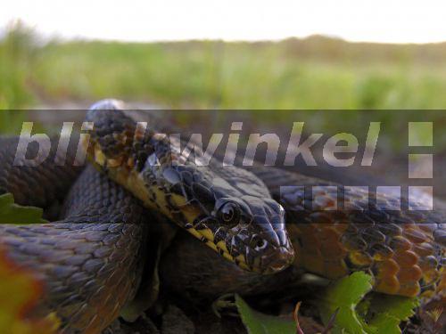 blickwinkel - Vipernatter, Viper-Natter (Natrix maura), Portraet ...