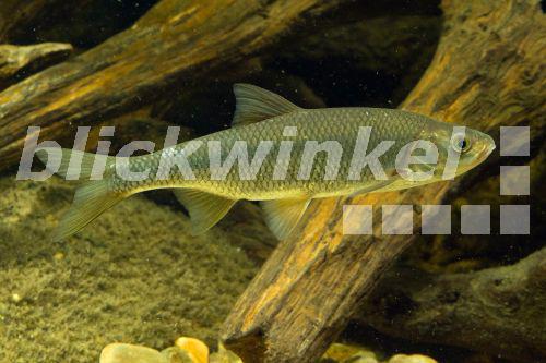 blickwinkel - Hasel, Haesling, Zinnfisch, Zinn-Fisch (Leuciscus ...