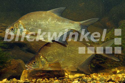blickwinkel - Blei, Brachsen, Brassen, Brasse, Bresen, Brachsme ...