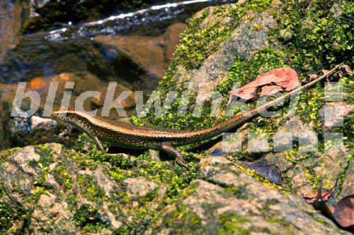 blickwinkel - Indischer Waldskink (Sphenomorphus indicus), sitzt an ...