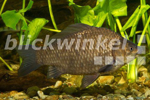 blickwinkel - Giebel (Carassius auratus gibelio), Seitenansicht vor ...