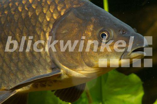 blickwinkel - Giebel (Carassius auratus gibelio), Portraet - gibel carp ...
