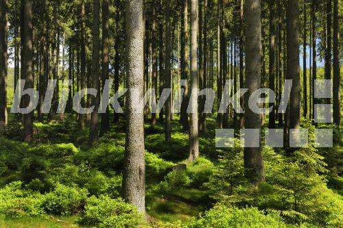 blickwinkel - Gemeine Fichte, Gewoehnliche Fichte (Picea abies ...