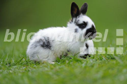 blickwinkel - Hauskaninchen (Oryctolagus cuniculus f. domestica ...