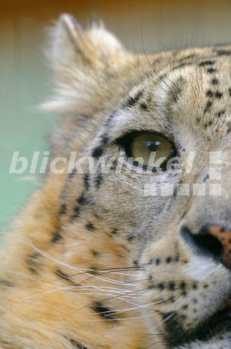 blickwinkel - Schneeleopard, Schnee-Leopard, Irbis (Uncia uncia ...