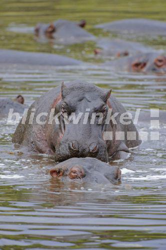 blickwinkel - Nilpferd, Flusspferd, Grossflusspferd (Hippopotamus ...