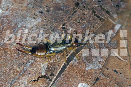 blickwinkel - Gemeiner Ohrwurm (Forficula auricularia), Weibchen sitzt ...