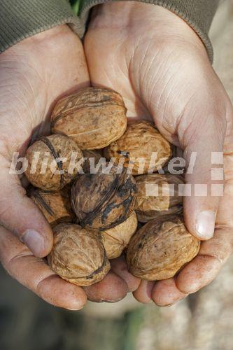 blickwinkel - Walnuss, Wal-Nuss (Juglans regia), Kind haelt gesammelte ...