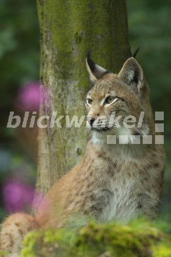 blickwinkel - Eurasischer Luchs, Europaeischer Luchs (Lynx lynx), sitzt ...
