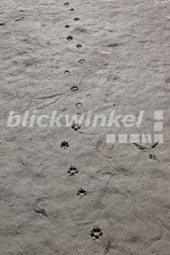 blickwinkel - Rotfuchs, Rot-Fuchs (Vulpes vulpes), Fussspuren von ...