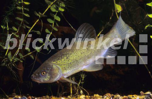 blickwinkel - Schlei, Schleie, Schleihe (Tinca tinca), Seitenansicht ...