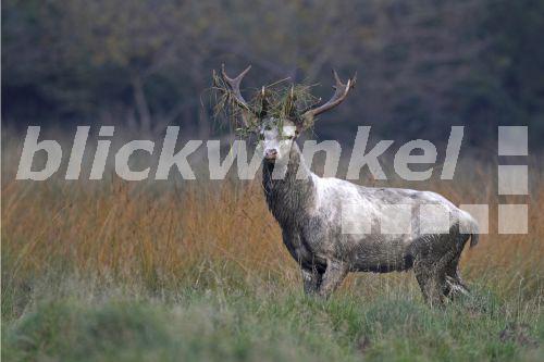 blickwinkel - Rothirsch, Rot-Hirsch, Edelhirsch, Edel-Hirsch, Rotwild ...