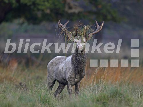 blickwinkel - Rothirsch, Rot-Hirsch, Edelhirsch, Edel-Hirsch, Rotwild ...
