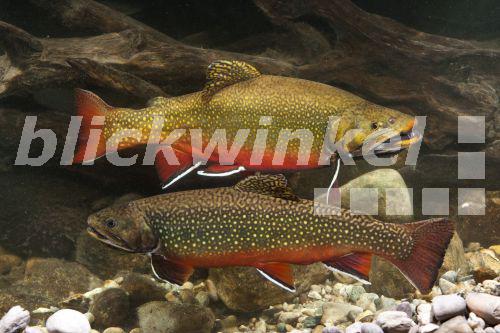 blickwinkel - Bachsaibling, Bach-Saibling, Amerikanischer Saibling ...