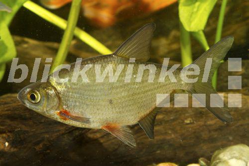 blickwinkel - Guester, Blicke, Pliete (Halbbrachsen) (Blicca bjoerkna ...