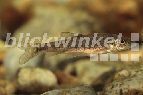 blickwinkel - Barbe, Flussbarbe, Gewoehnliche Barbe (Barbus barbus ...