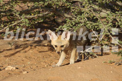 blickwinkel - Kapfuchs, Kap-Fuchs, Kamafuchs, Kama-Fuchs ...