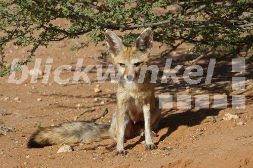 blickwinkel - Kapfuchs, Kap-Fuchs, Kamafuchs, Kama-Fuchs ...
