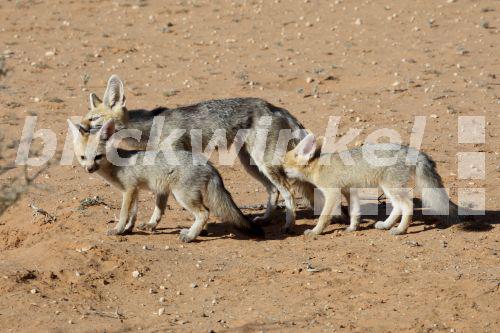 blickwinkel - Kapfuchs, Kap-Fuchs, Kamafuchs, Kama-Fuchs ...