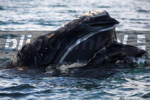 blickwinkel - Suedkaper, Suedlicher Glattwal (Eubalaena australis ...