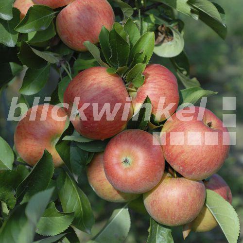 blickwinkel - Apfelbaum, Kultur-Apfel, Kulturapfel (Malus domestica ...