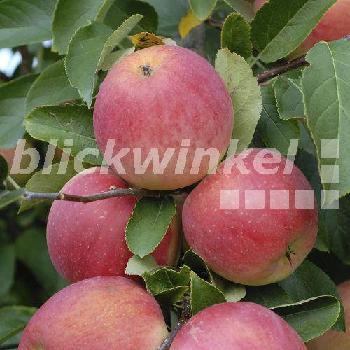 blickwinkel - Apfelbaum, Kultur-Apfel, Kulturapfel (Malus domestica ...