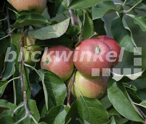 blickwinkel - Apfelbaum, Kultur-Apfel, Kulturapfel (Malus domestica ...