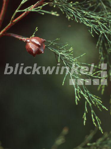 blickwinkel - Schmuckzypresse, Callitris rhomboidea (Callitris ...