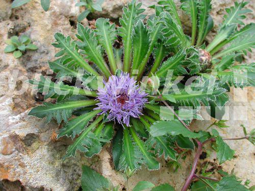 blickwinkel - Blaudistel, Carduncellus (Carduncellus rhaponticoides ...
