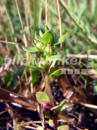 blickwinkel - Acker-Kleinling, Ackerkleinling, Zwerg-Gauchheil ...