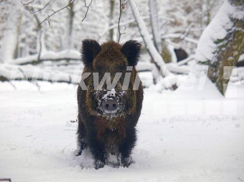 blickwinkel - Wildschwein, Wild-Schwein, Schwarzwild (Sus scrofa ...
