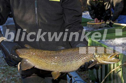 blickwinkel - Marmorataforelle, Marmorata-Forelle (Salmo marmotatus ...