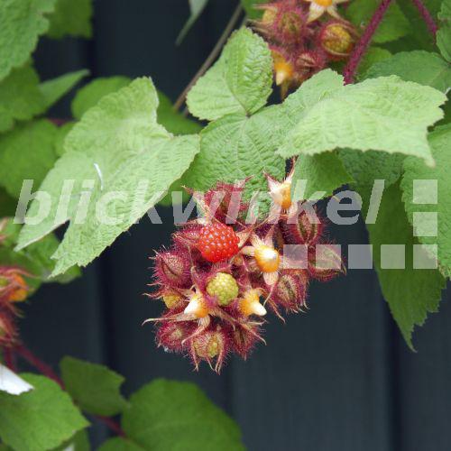 blickwinkel - Japanische Weinbeere, Rotborstige Himbeere (Rubus ...