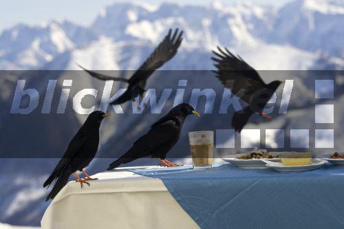 blickwinkel - Alpendohle, Alpen-Dohle, Bergdohle, Berg-Dohle, Jochdohle ...