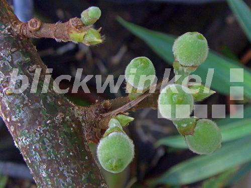 blickwinkel - Eselsfeige, Esels-Feige, Maulbeerfeige, Maulbeer-Feige ...