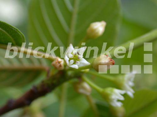blickwinkel - Faulbaum (Frangula alnus, Rhamnus frangula), Blueten ...