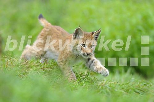 blickwinkel - Eurasischer Luchs, Europaeischer Luchs (Lynx lynx ...
